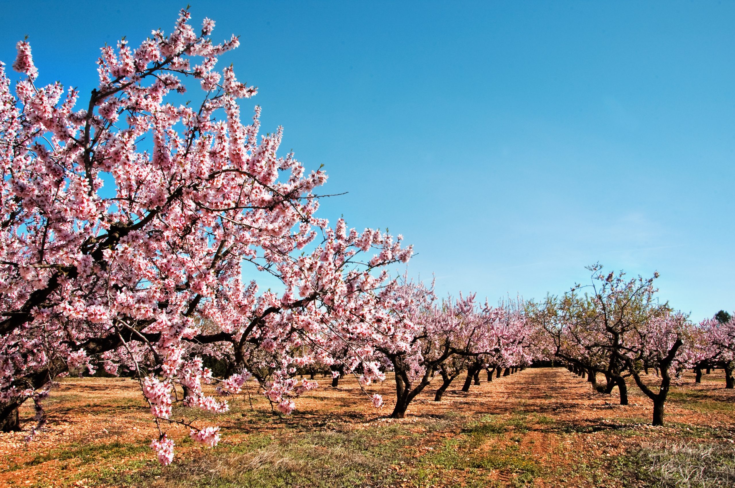 Mandeltrær – fylt med næring og historie – Det Norske Magasinet